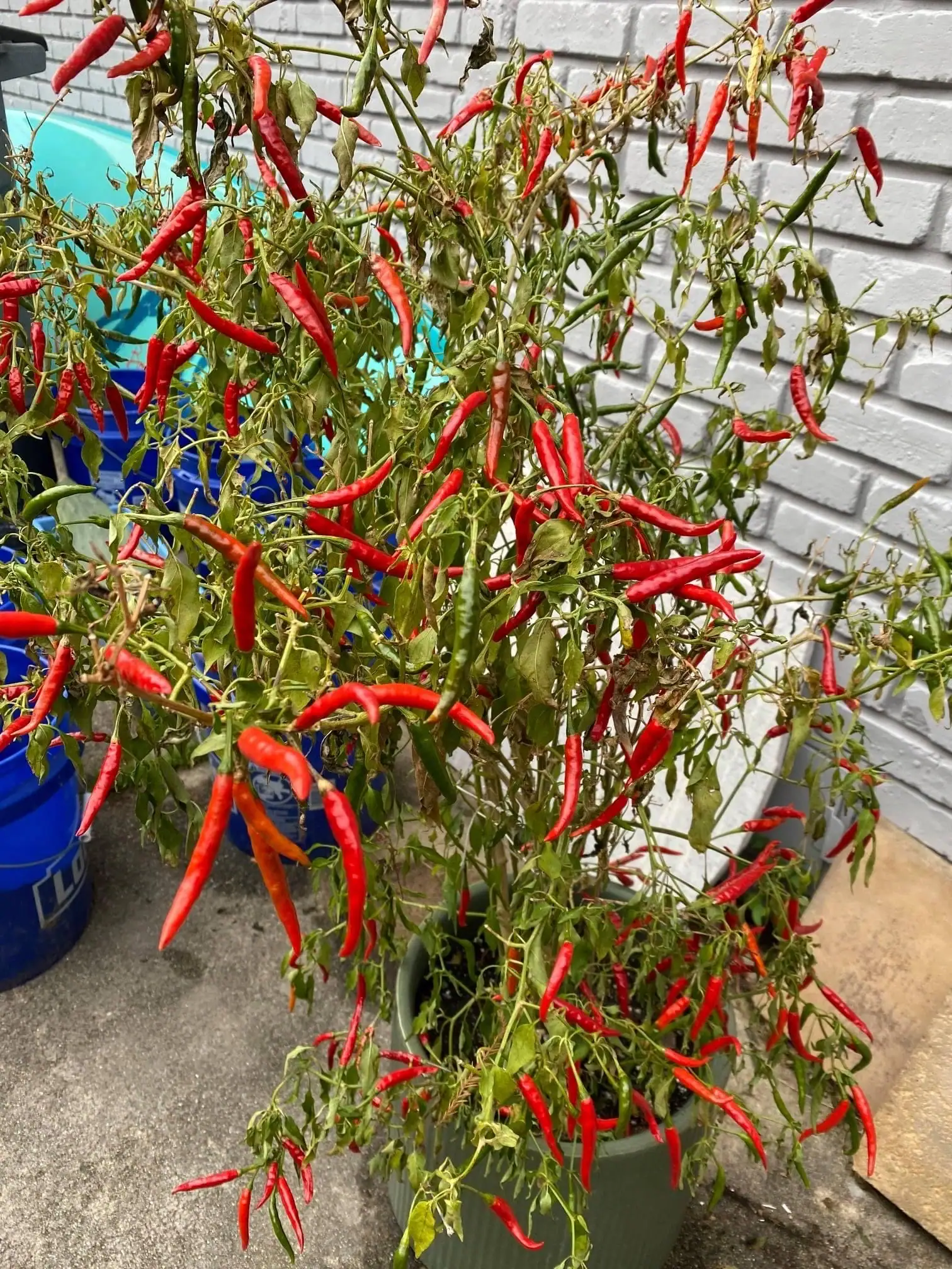 Cayenne Red Chili Seeds | Soosikauppa