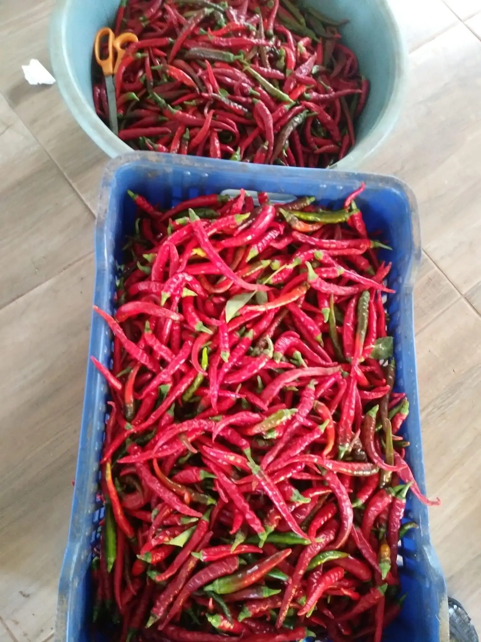 Cayenne Red Chili Seeds | Soosikauppa