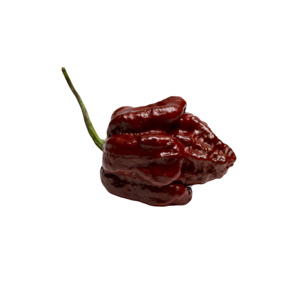 Scorpion Pepper Chocolate Chili Seeds | Soosikauppa